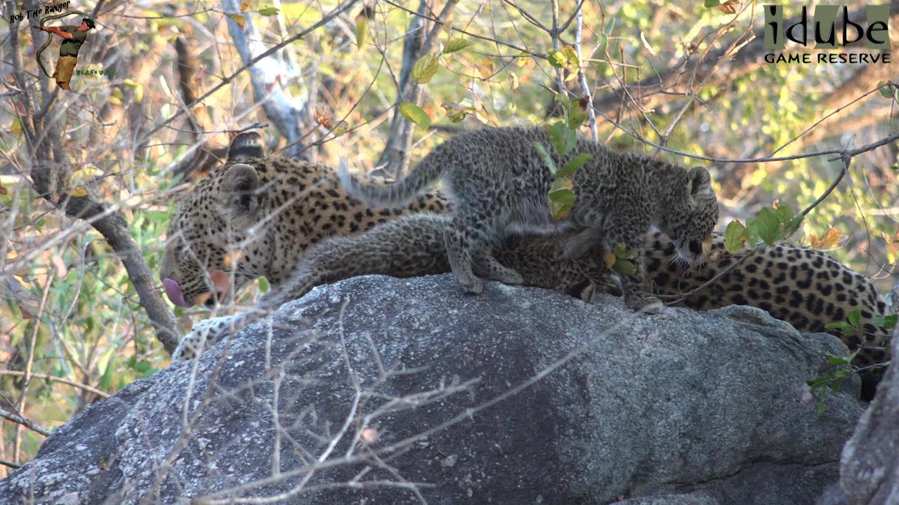Leopard Family, Part 4 - YouTube