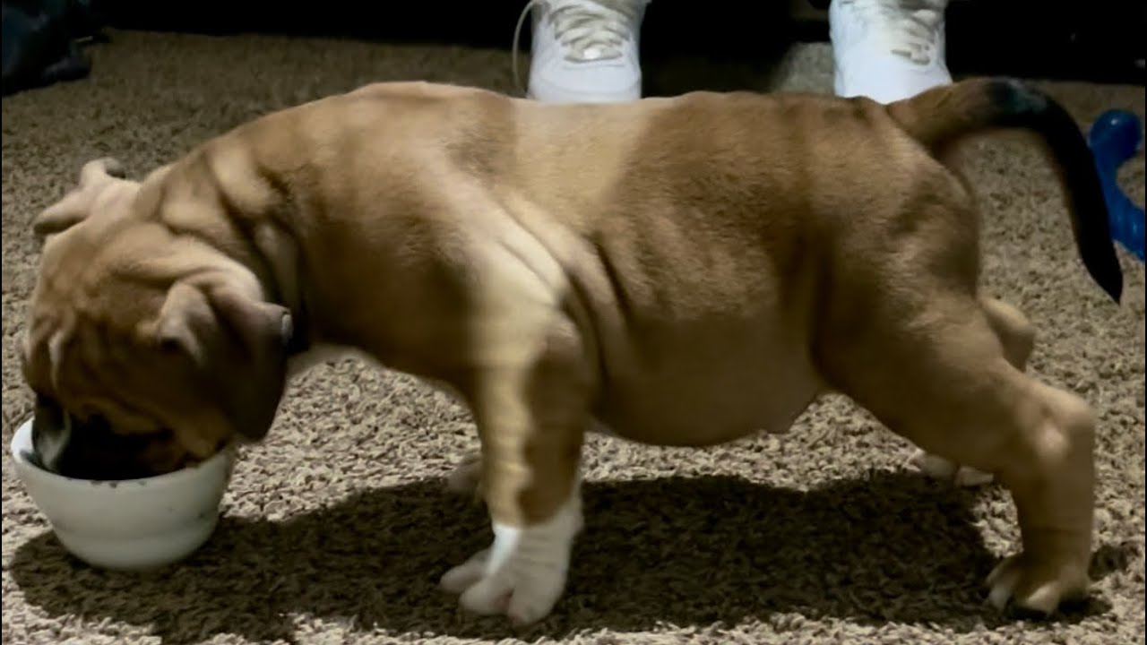 Build Muscle FREE? How to Naturally Workout an American Bully NO ...