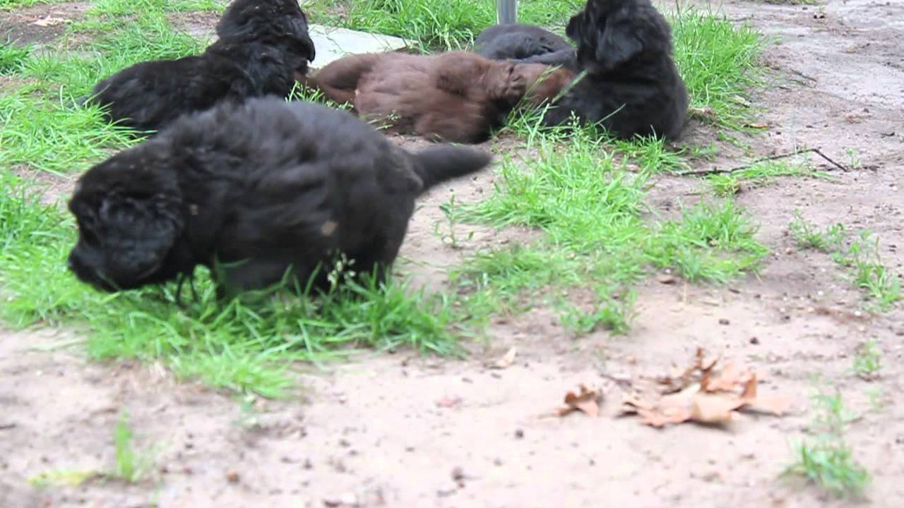 Newfoundlander pups week 6 - YouTube
