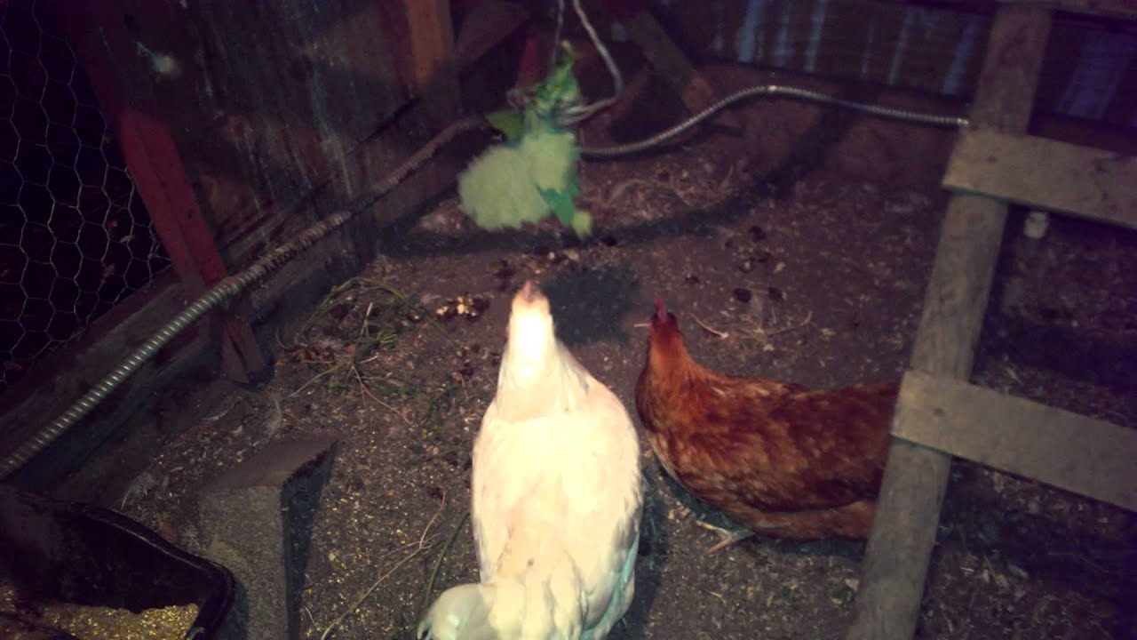 Chicken exercise - YouTube