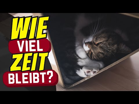 7 Signale, dass eine Katze sich auf den Tod vorbereitet