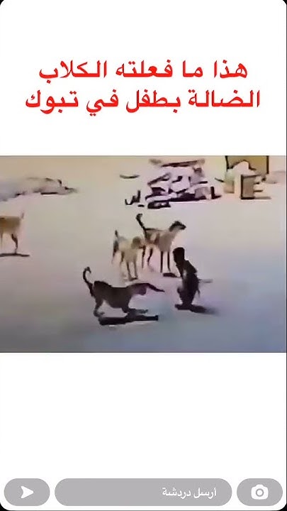 كلاب ضاله تنهش طفل في تبوك Youtube