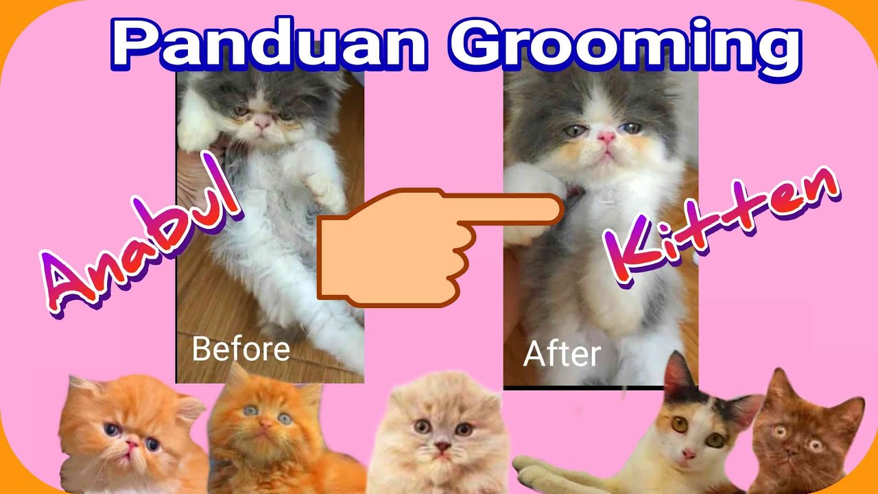 Panduan Grooming Kitten Sendiri Di Rumah, Ini Dia Jenis Shampo Yang ...