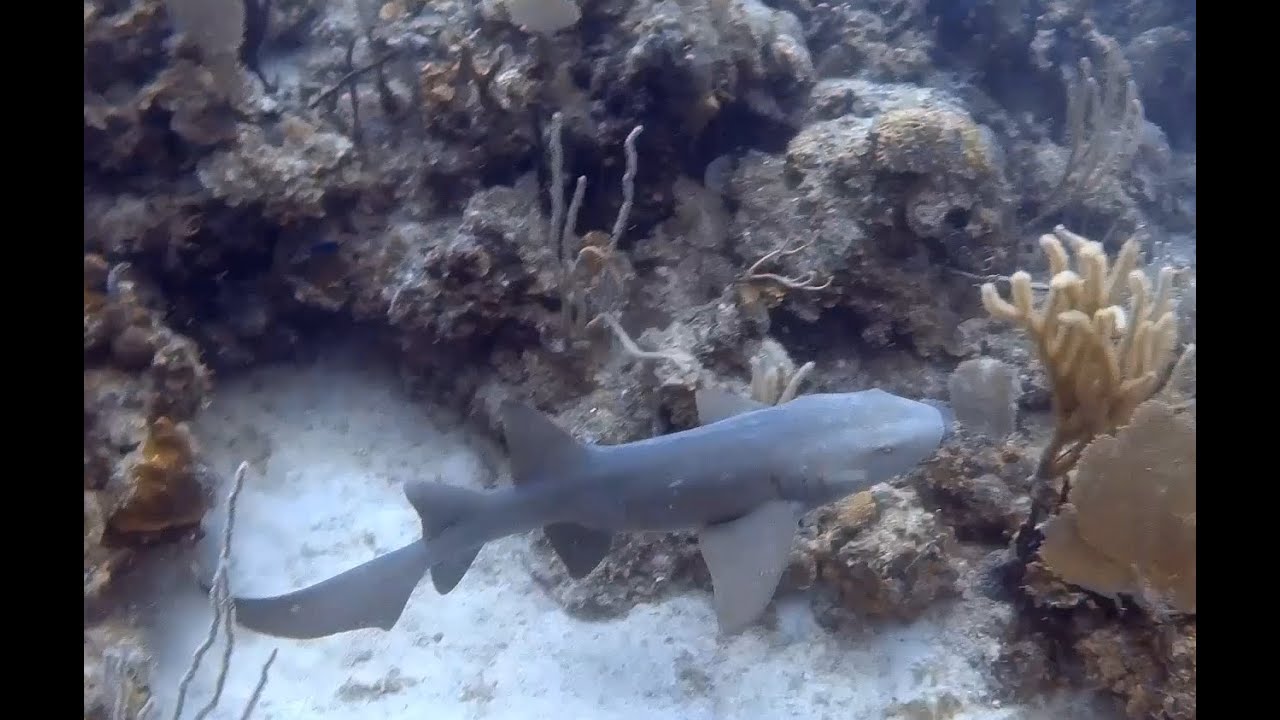 Scuba Diving at Culebra, Puerto Rico - Part 1 - YouTube