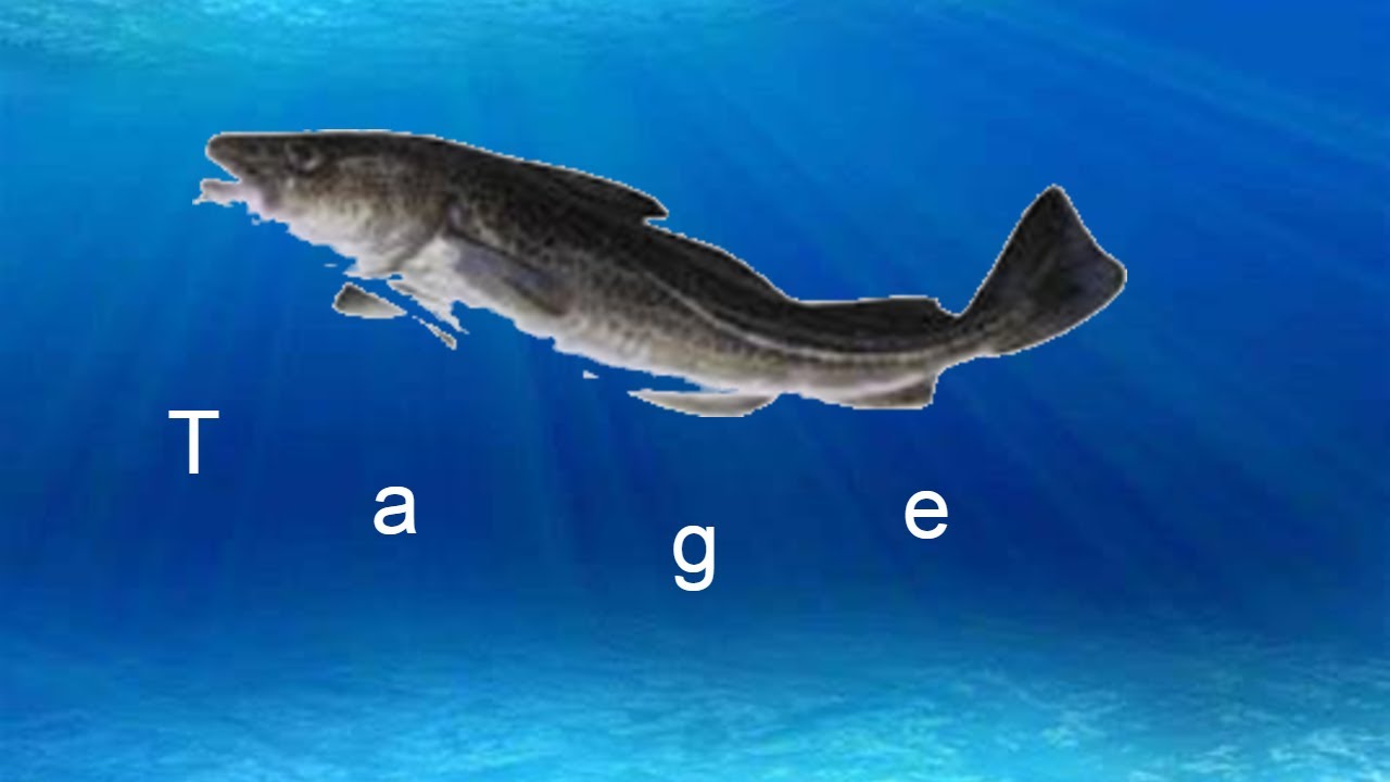 The Cod'tage - YouTube