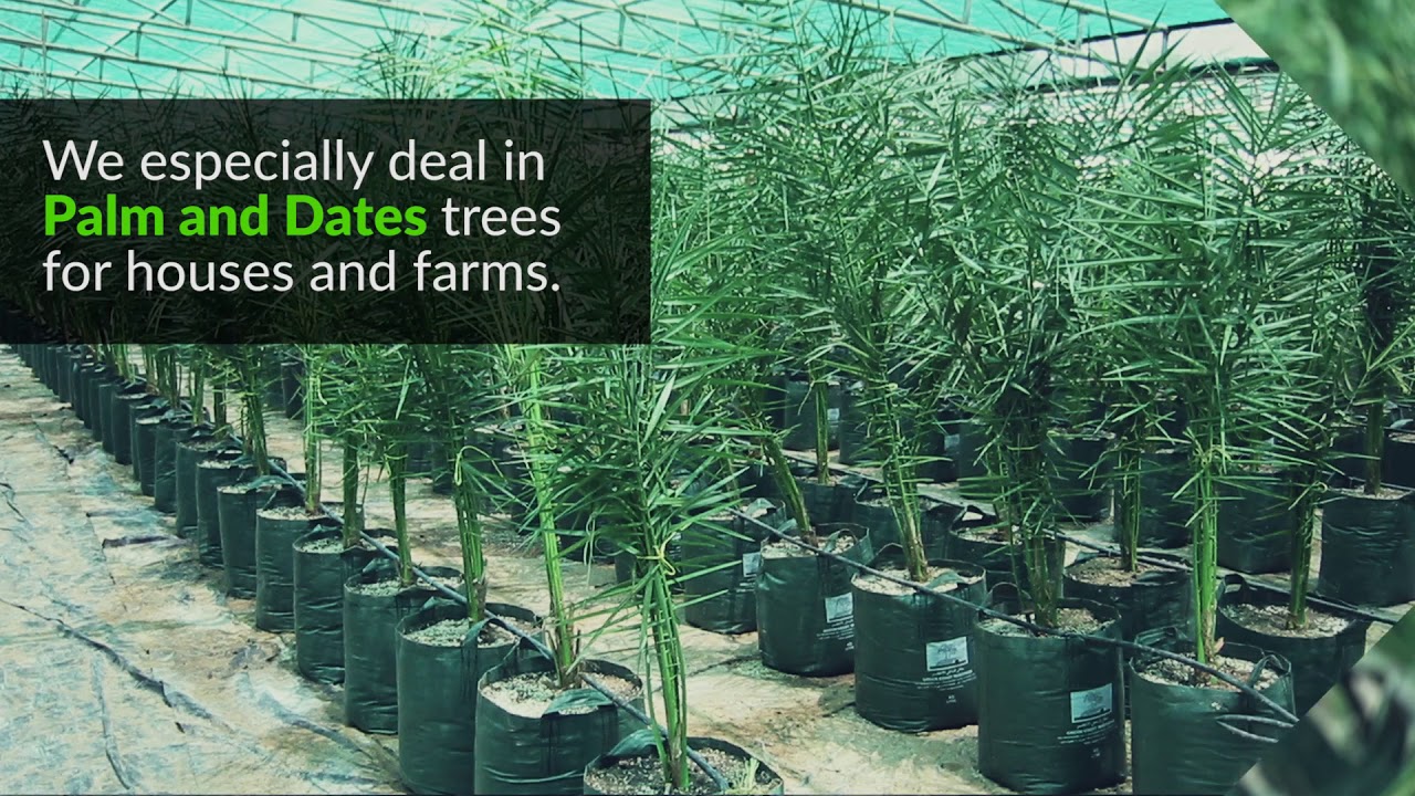 The Gulf's Biggest Dates and Palms Nurseries - Green Coast Nurseries ...
