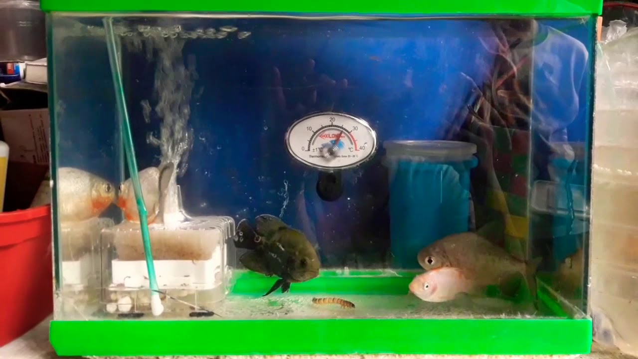 PACU FISH FEEDING !!! - YouTube