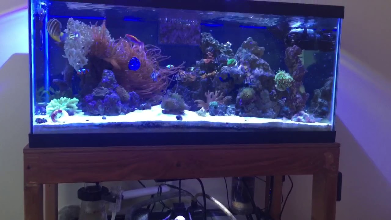 40 gallon breeder reef and refugium - YouTube
