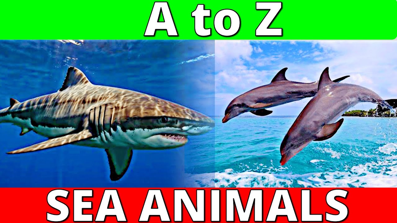 A to Z Sea Animals with pictures| A to Z Aquatic Animals | A to Z ...