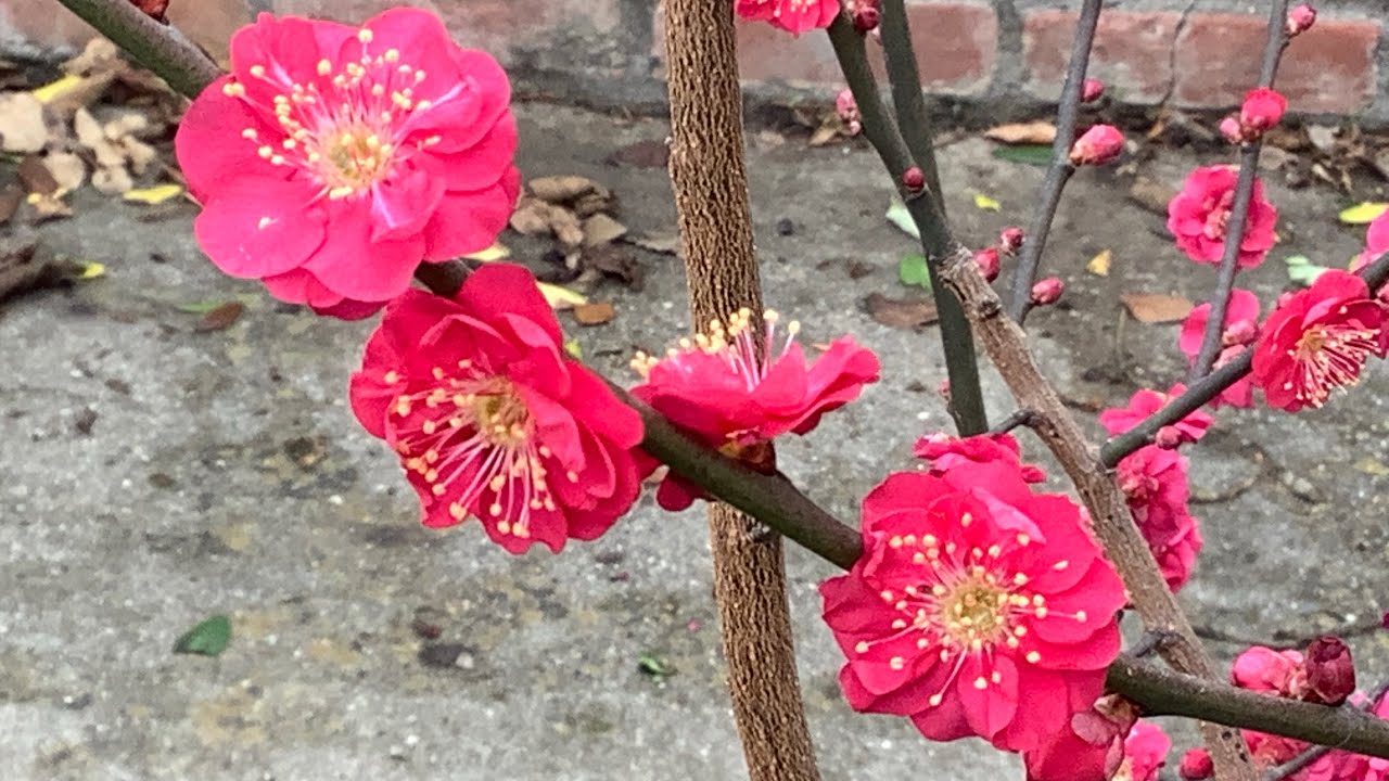 长势旺盛的Prunus Mume Hokkai Bungo 的强修剪 - YouTube