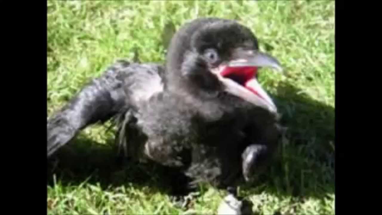 Das Rabenbaby - Egon and the Raven Chicks - YouTube