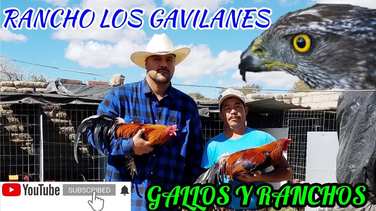 RANCHO LOS GAVILANES GALLOS FINOS | GALLOS Y RANCHOS - YouTube