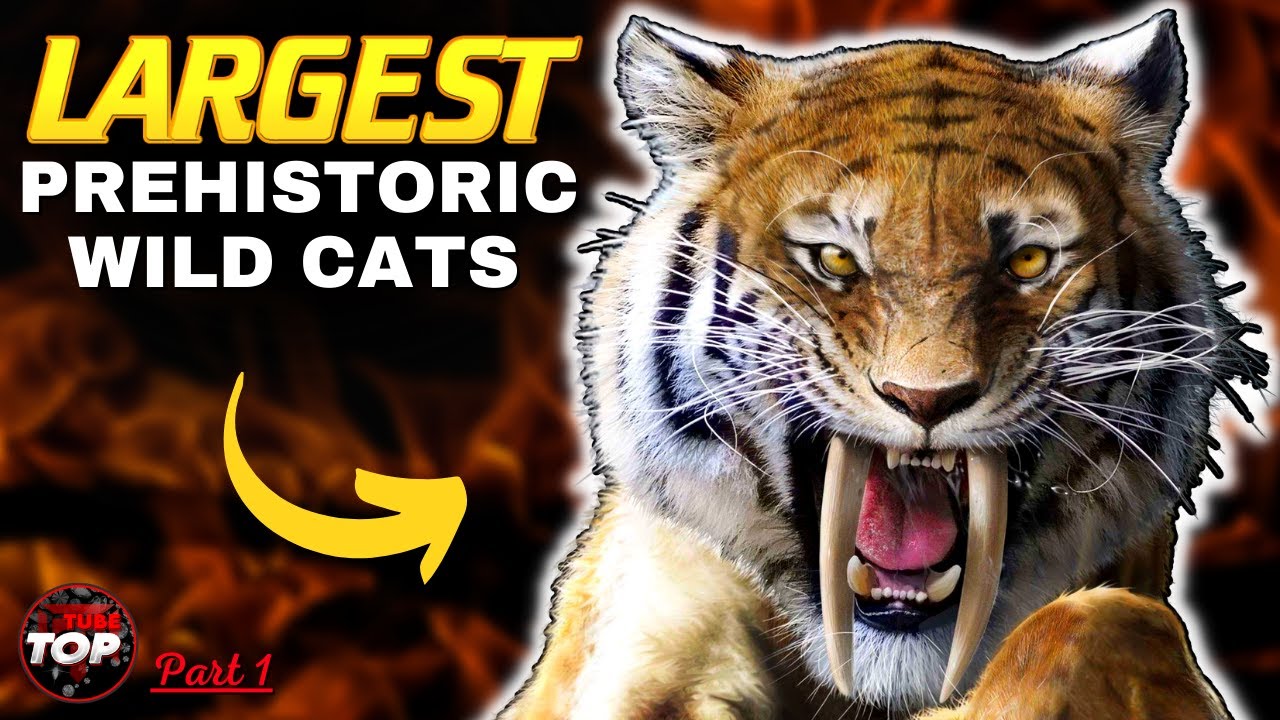 10 Most Largest Prehistoric Wild Cats - Part 1 - YouTube