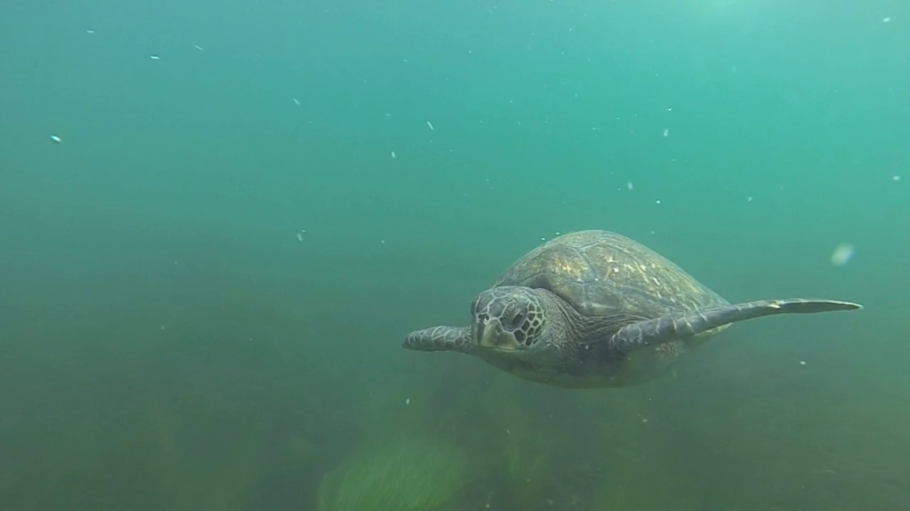 Swimming with a California Sea Turtle. La Jolla, San Deigo, California ...