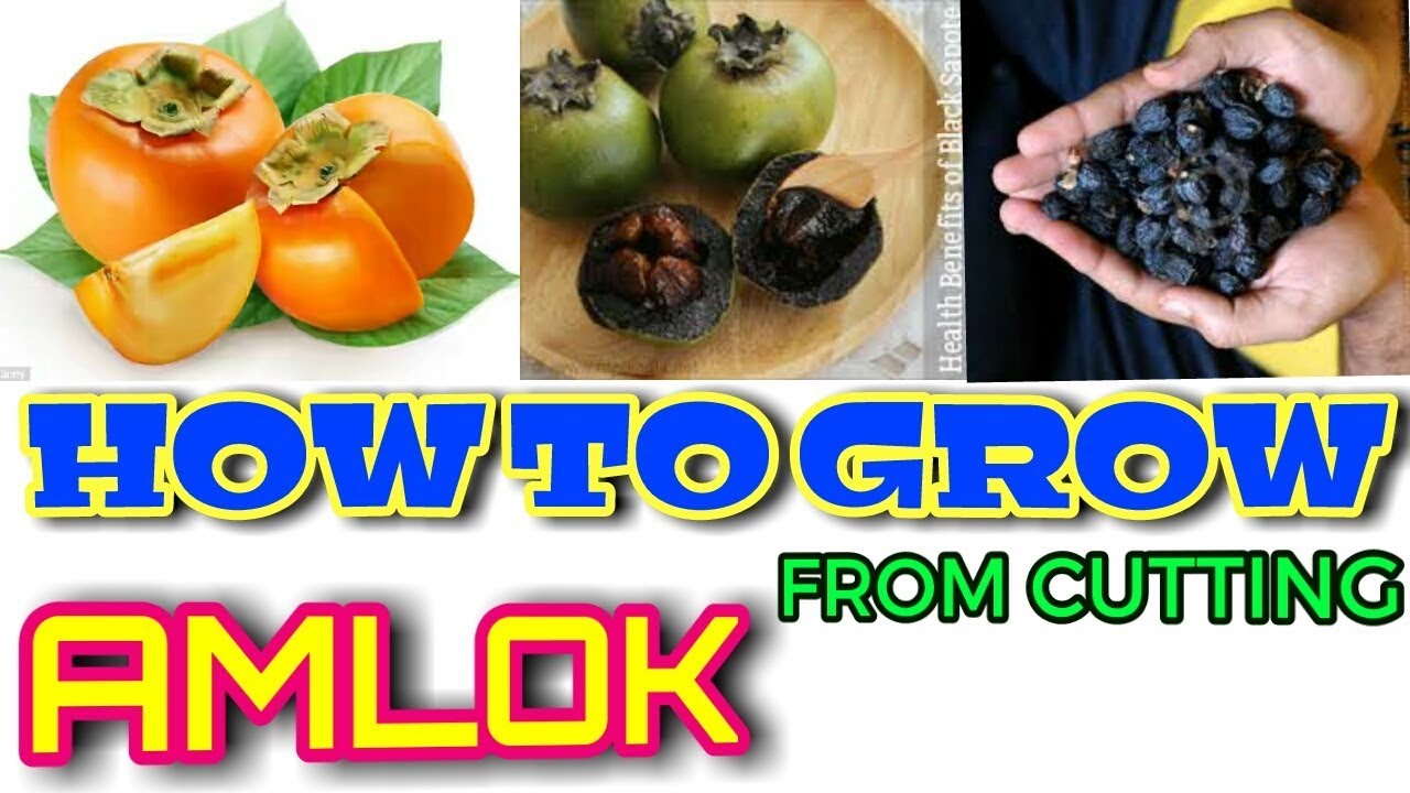 How To Grow Amlok Plant From Cutting-Amlok Plant - YouTube