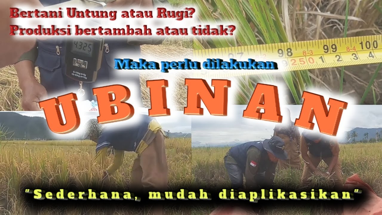Menghitung Produksi dan Produktifitas Tanaman Padi | Tutorial Ubinan ...