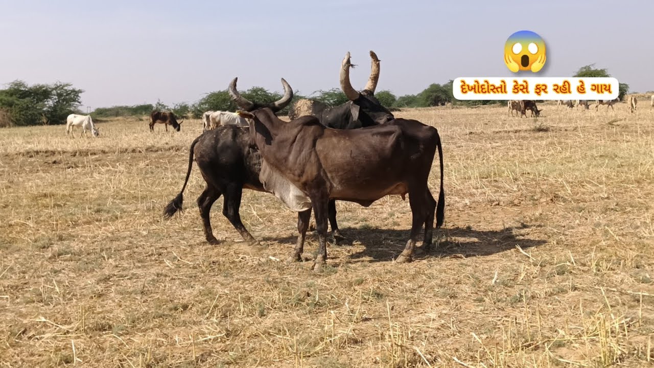kankrej cow famous 🤔🖤🌏 - YouTube