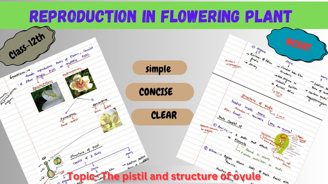 Biology class 12 || structure of ovule - YouTube