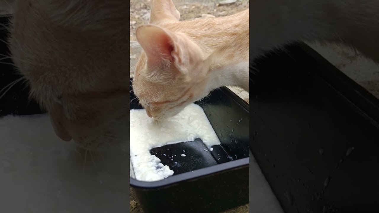 Cat Sex Position Educational Only