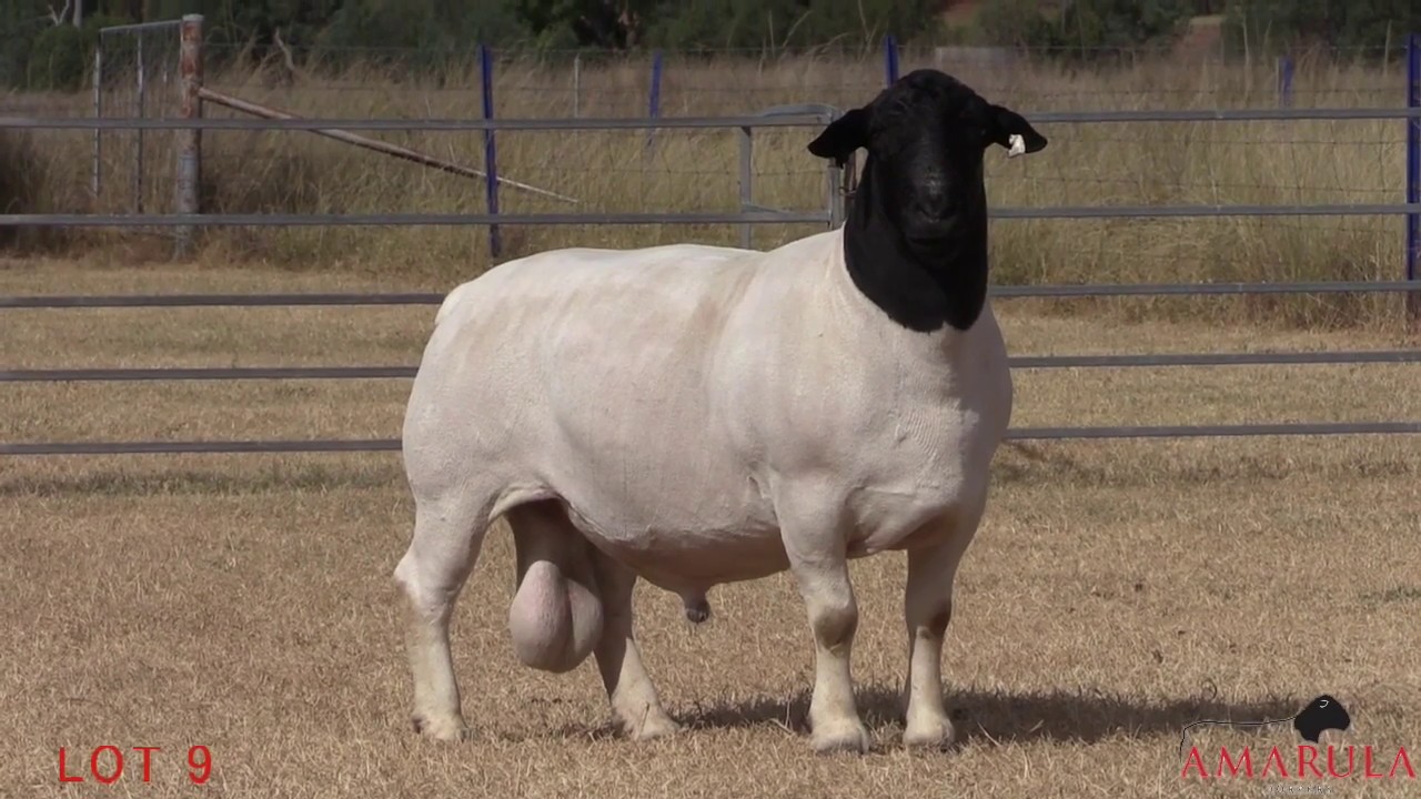 Lot 9 - Amarula Dorper STUD SIRE "IRONMAN" - YouTube