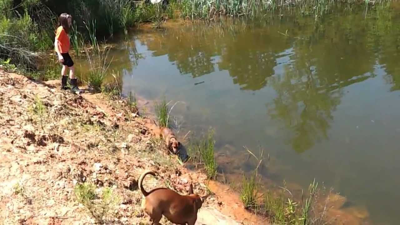 Swimming in a muddy pond - YouTube