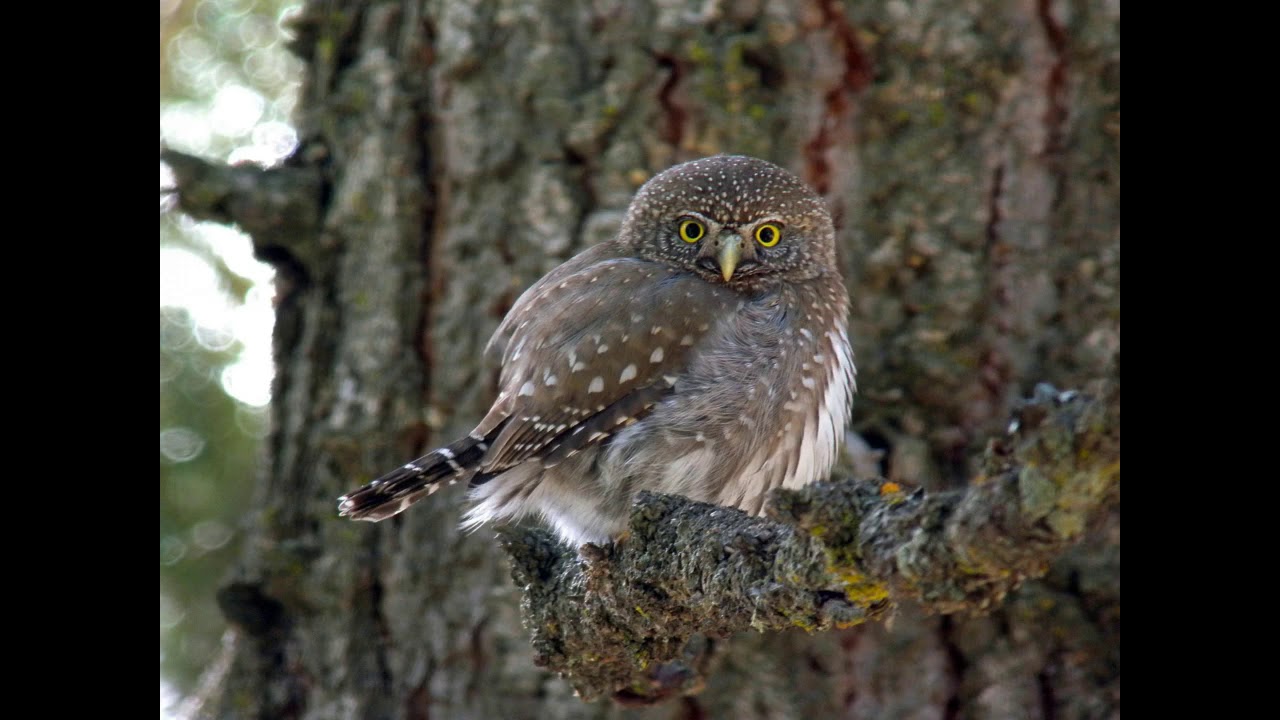 Northern Pygmy Owl call - YouTube