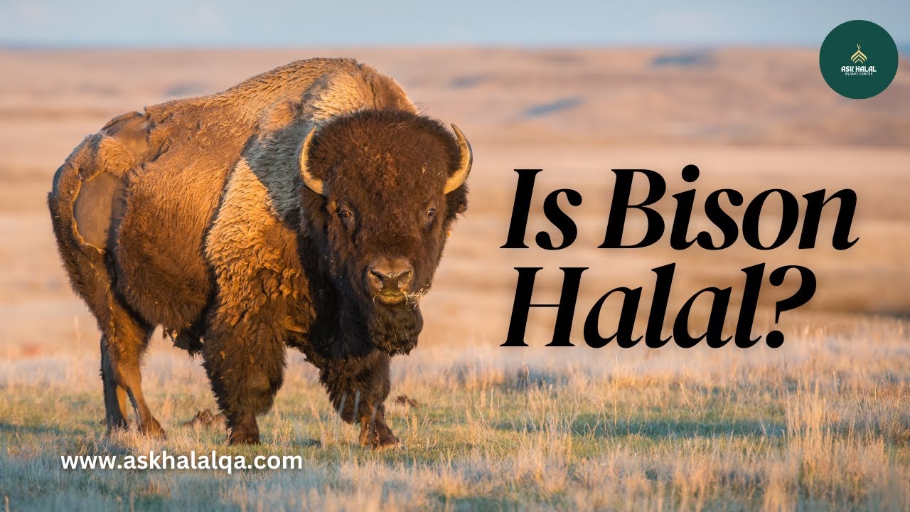 Is Bison Halal? - Ask Halal #halalfood #bison #meat - YouTube