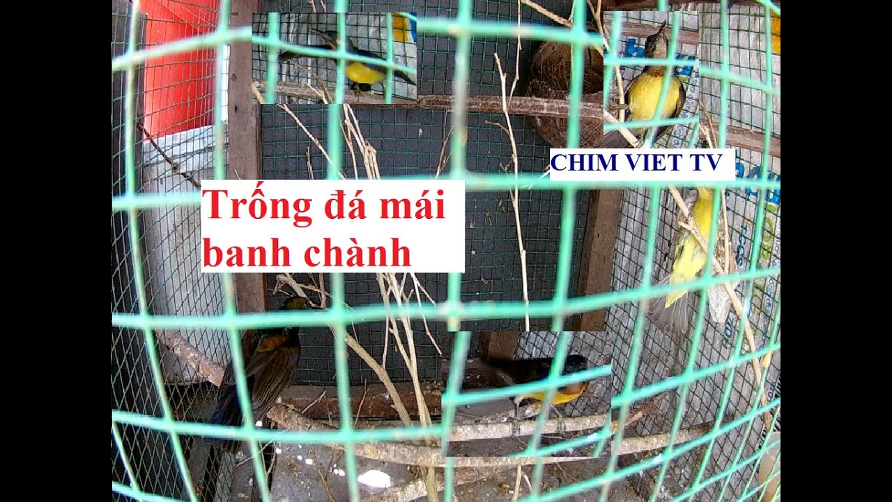 Ghép đẻ chim hút mật họng nâu (đỗ quyên) | Bird breeding model ...