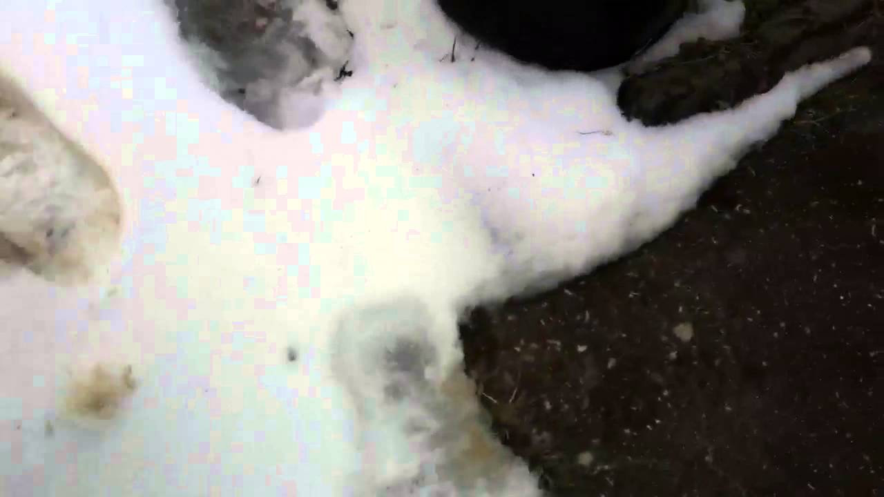 Breaking ice FAIL! - YouTube