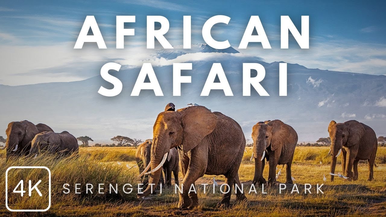 African Safari 4K - Stunning Wildlife Footage with Authentic African ...