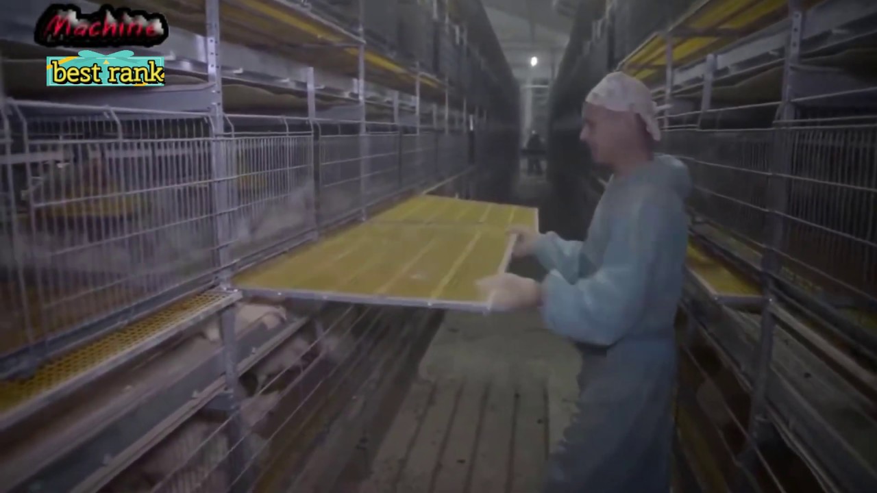 Incredible Ultra Chicken Harvest Automatic Machines Process , This ...