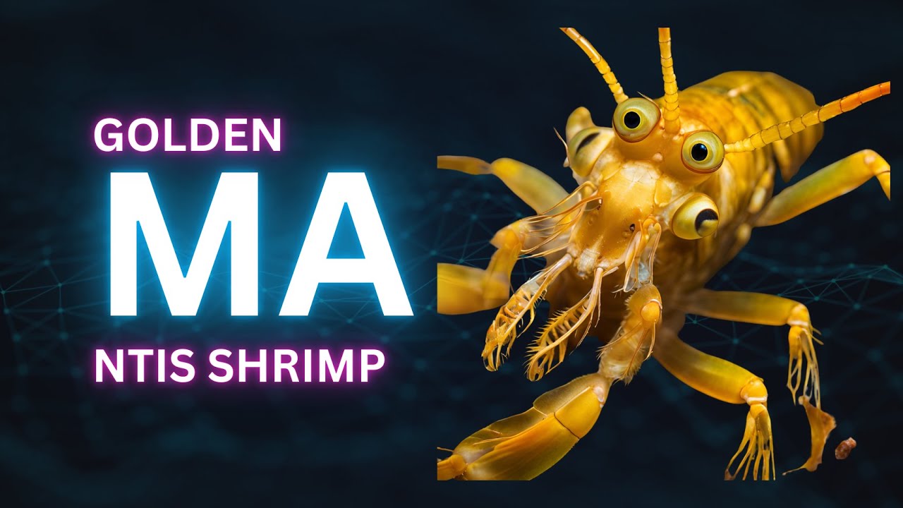 Golden Mantis Shrimp - YouTube
