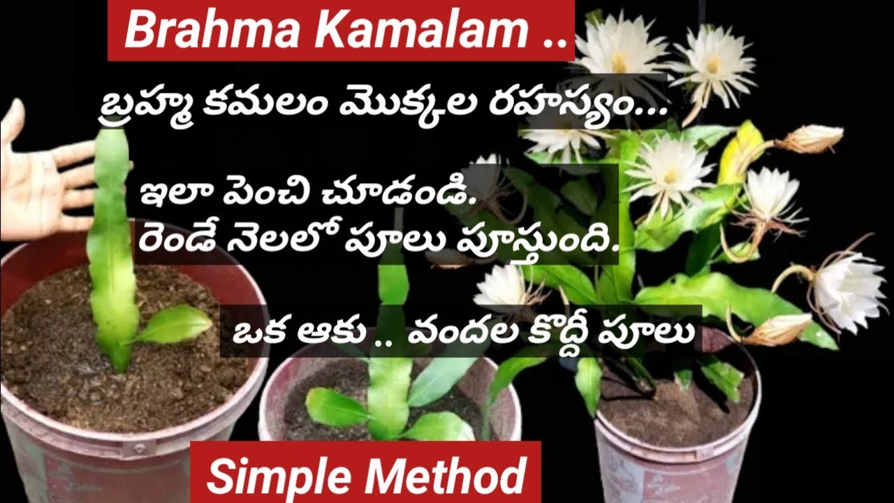 How to Grow Brahma Kamalam plants/బ్రహ్మ కమలం మొక్కల పెద్ద రహస్యం ...