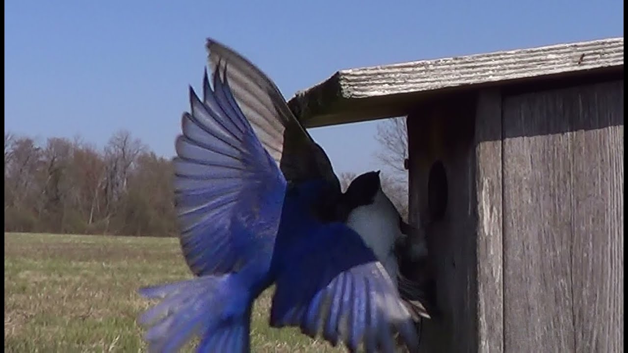 Bluebird Vs Swallow - Slowmotion HQ HD - YouTube