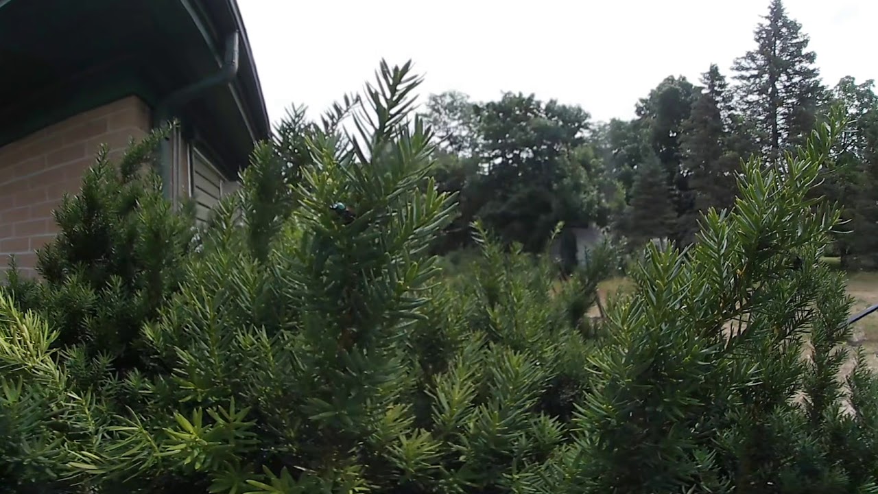 Japanese beetle in flight 360 video taken July 14th 2018 Plymouth ...