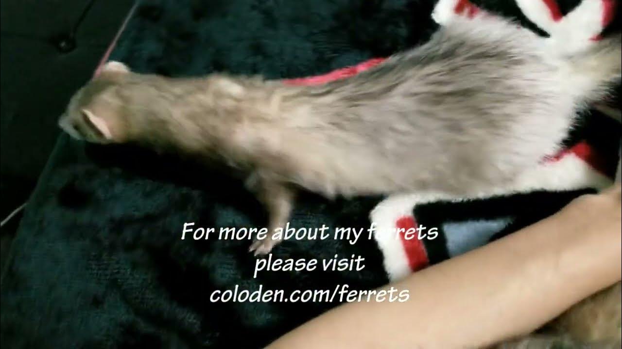 Playing on the Bed (Ferret Clips 360) - YouTube