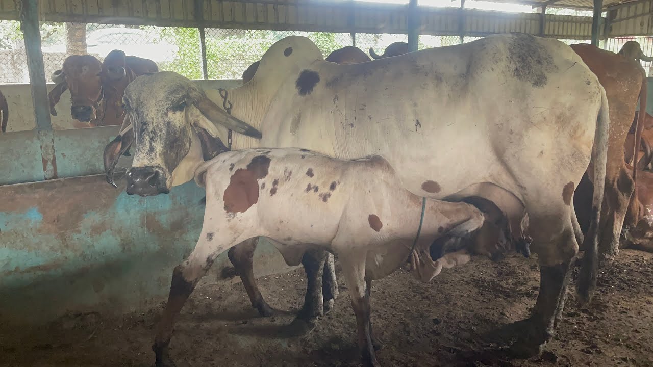 Jamna Gir Gowshala 9898717154 - YouTube