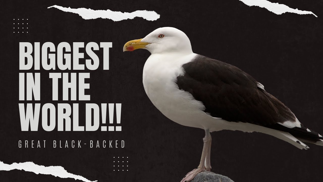 Unbelievable Discovery: World's Largest Seagull Just 45 Minutes Away ...