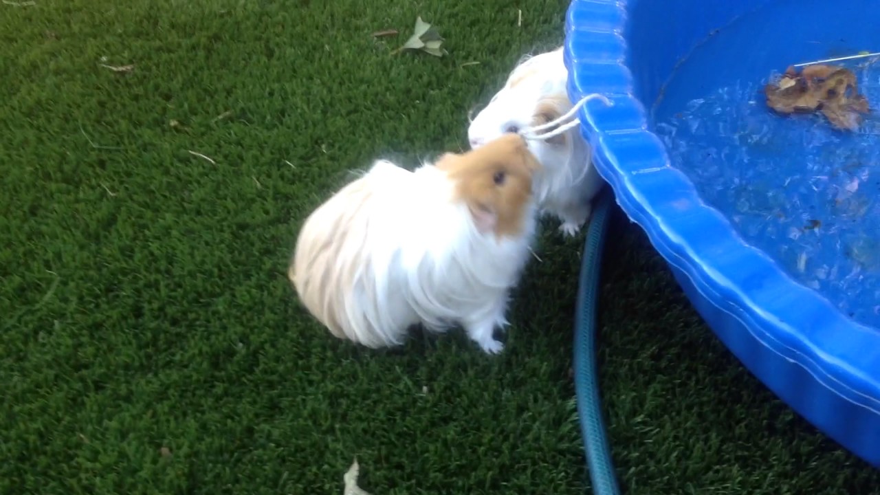 GUINEA PIG RACE - YouTube