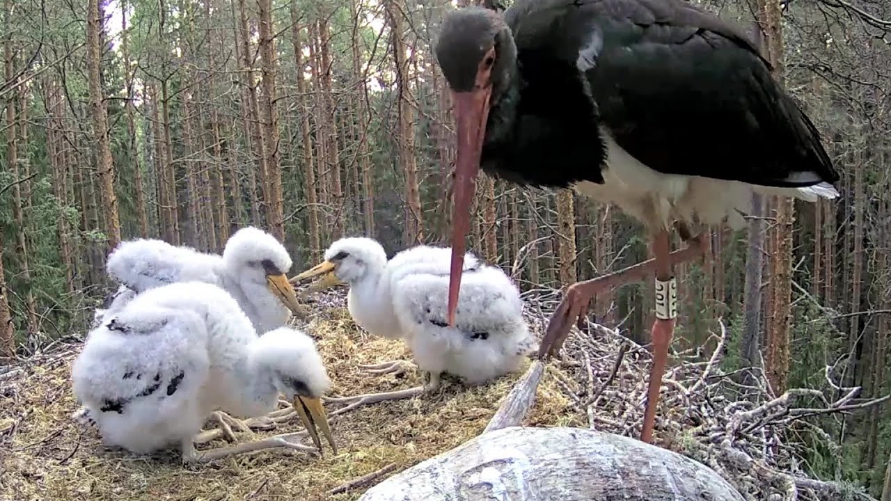 Must-toonekurg~ Karl brings breakfast~6:07 am 2023/06726 - YouTube