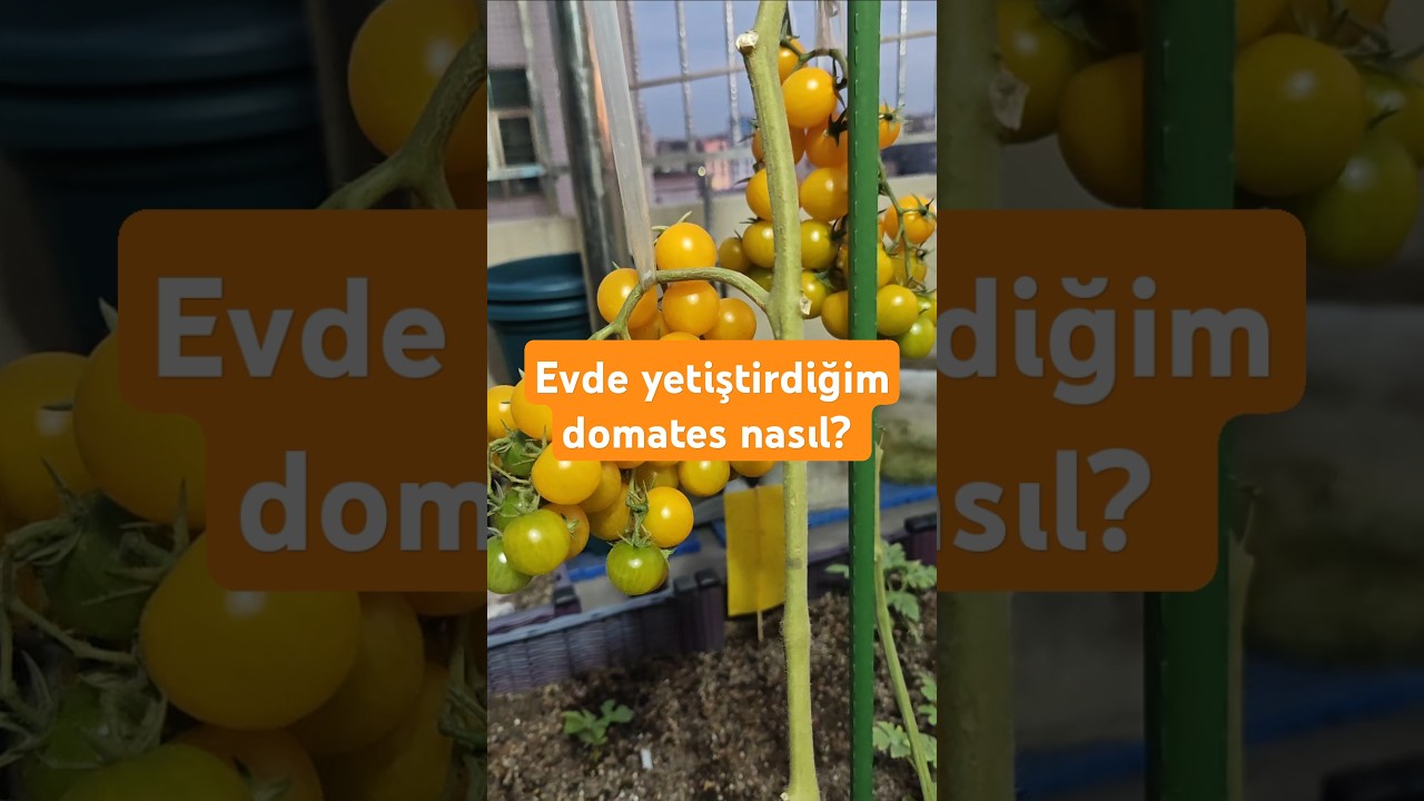 Evde yetiştirdiğim domates nasıl? 🌱🍅🍅🍅🍅🍅🍅 #fruit #vegetable #tomatoes # ...