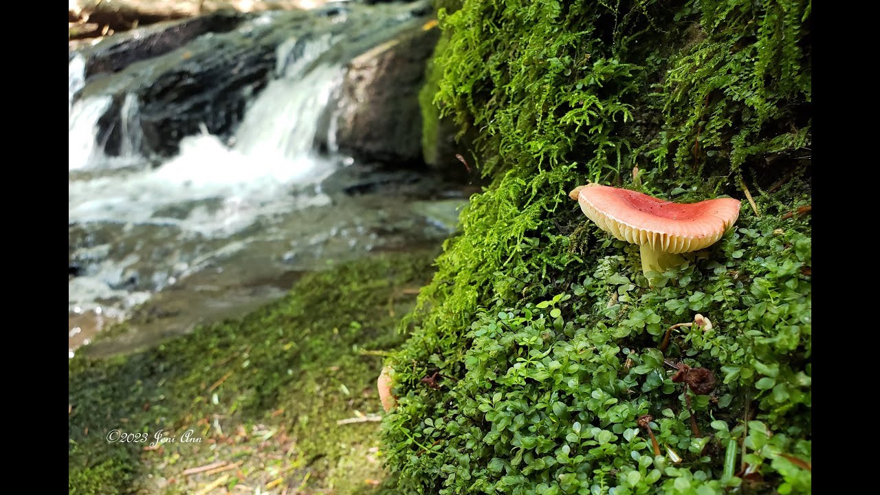 Shrooms and fun guys - YouTube