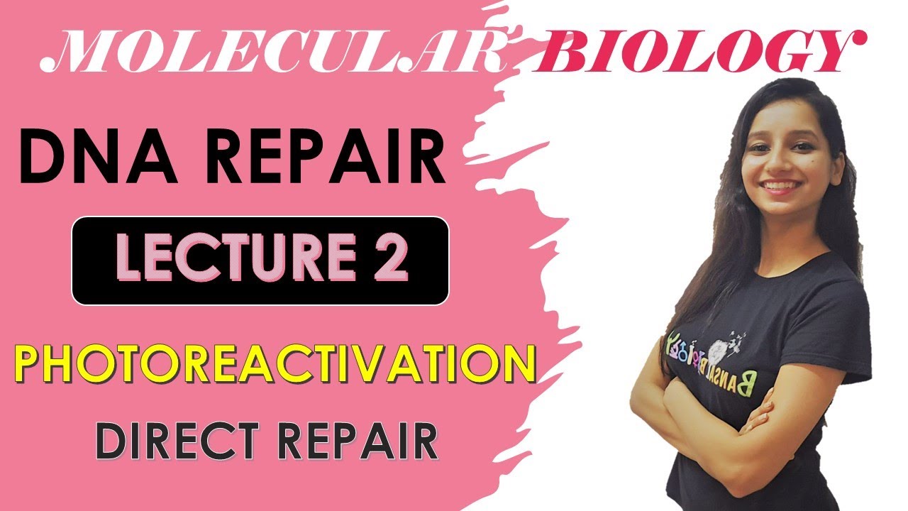 Photoreactivation Repair| Direct Repair|Molecular Biology|Photolyase ...
