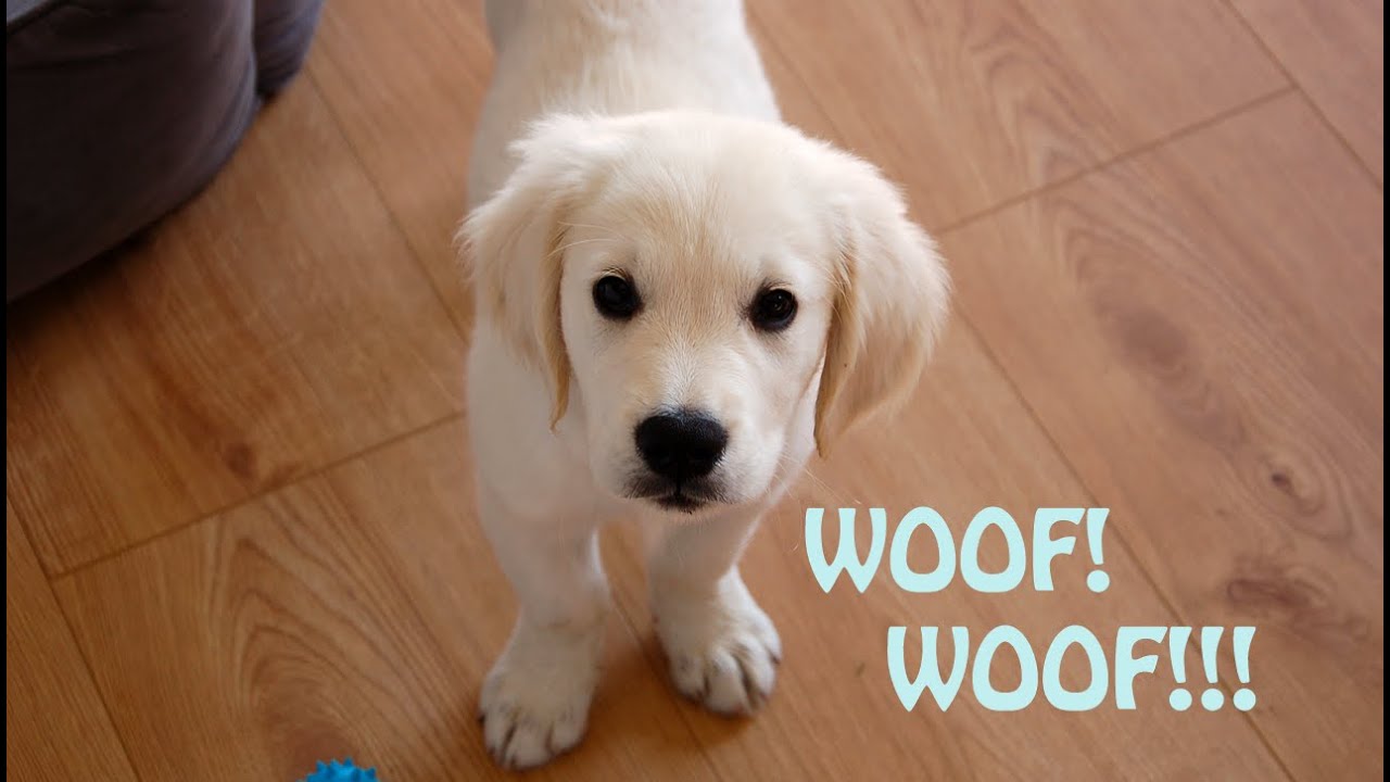 A very aggressive golden retriever puppy attacks his owner 4K! - YouTube