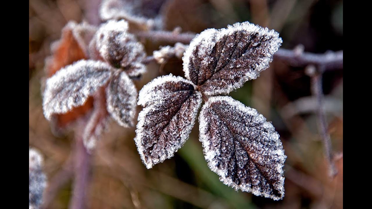 Que son las Heladas? - YouTube