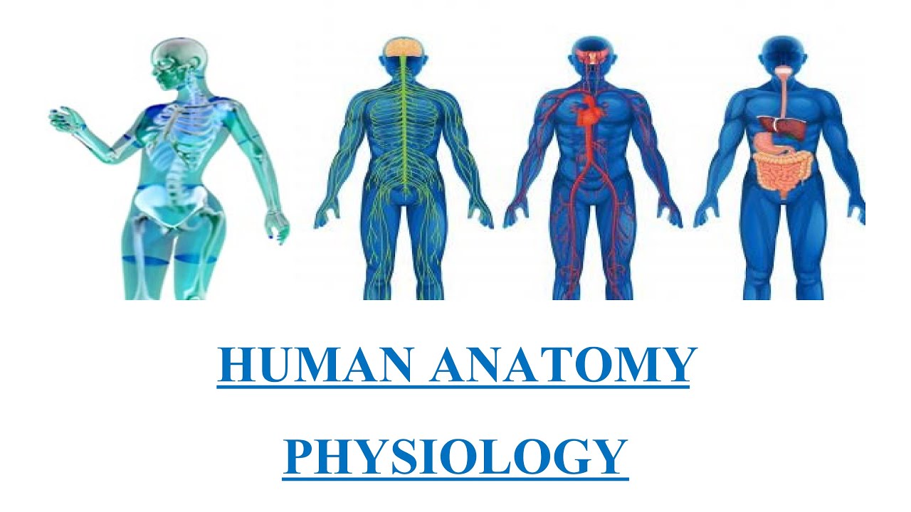 INTRODUCTION HUMAN ANATOMY PHYSIOLOGY ll SOHAN PATEL - YouTube