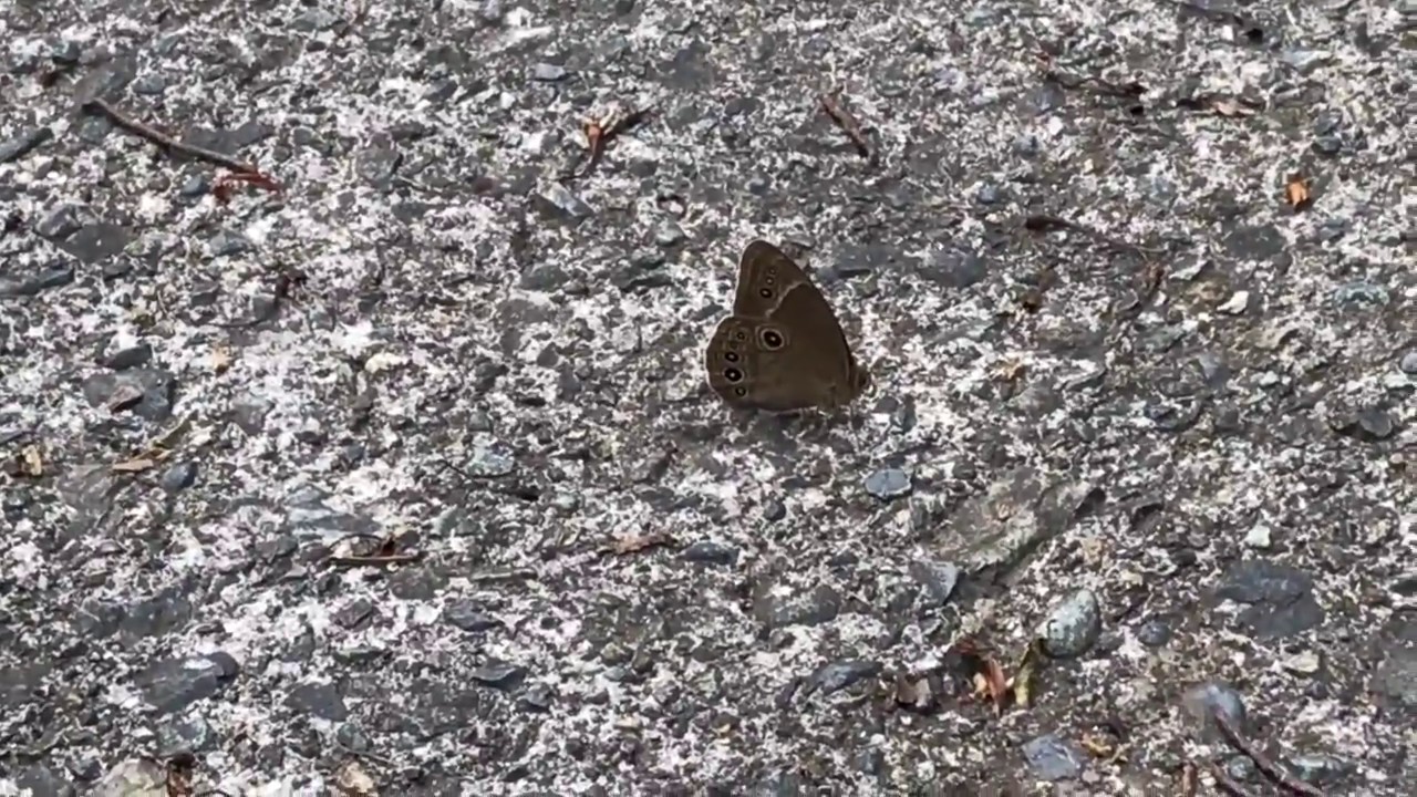 クロヒカゲモドキ/Lethe marginalis 栃木県足尾 2018/07/22 Ashio Tochigi, Butterfly of ...
