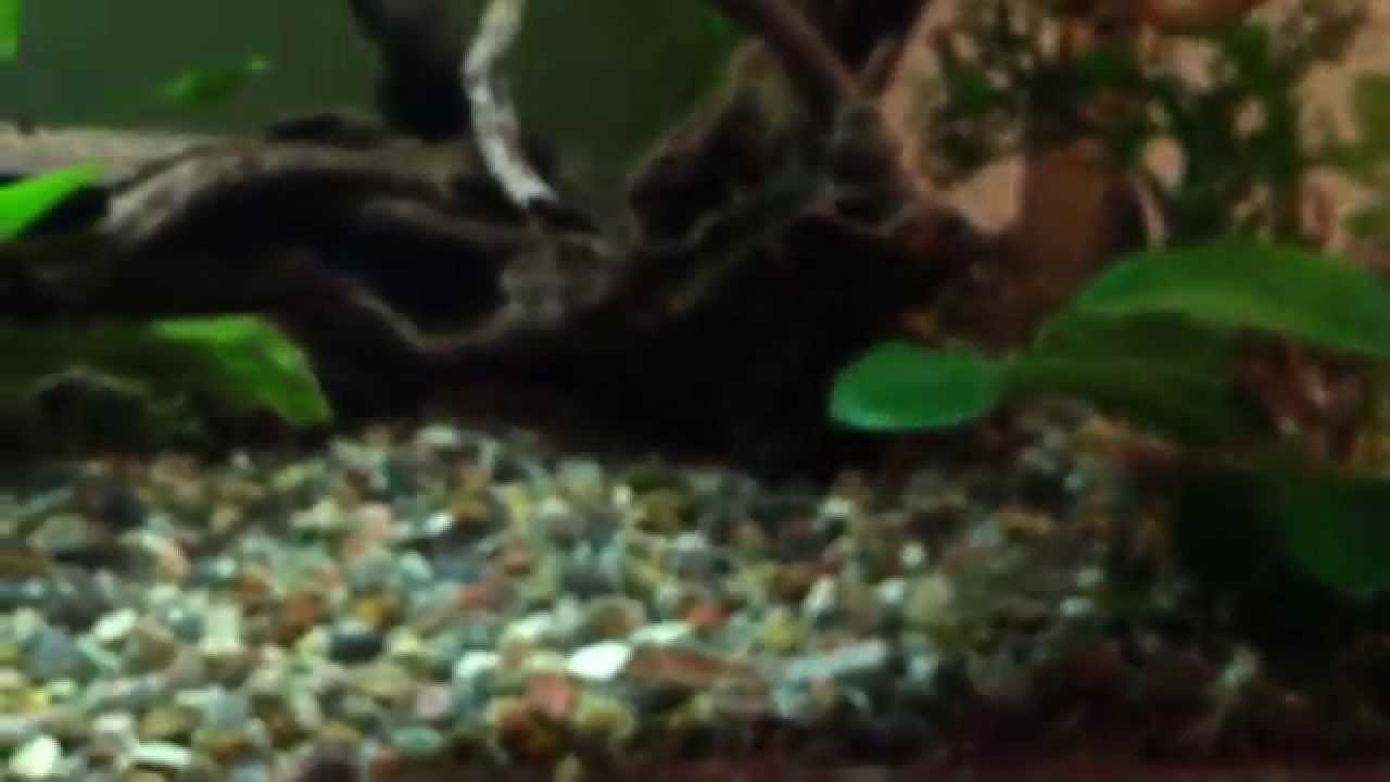 Spider crayfish - YouTube