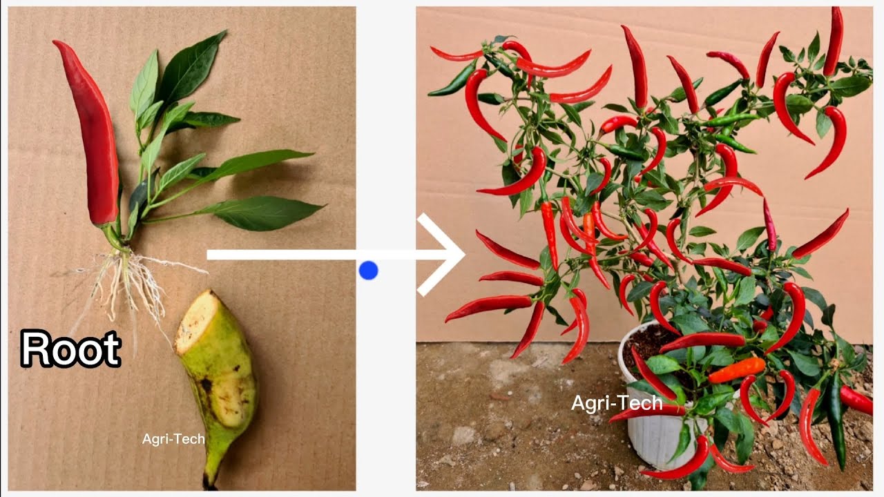 No need for a garden, Growing Chili Tree from Chili Fruit at home was ...