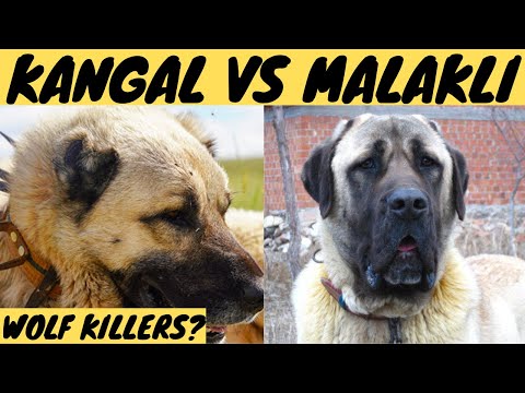 WOLF KILLERS?  KANGAL VS MALAKLI dog breeds!